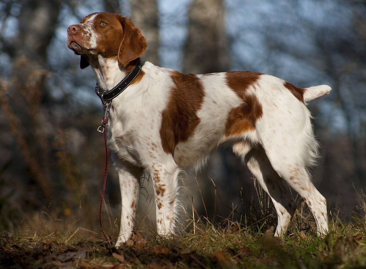 Working Cocker Spaniel Dog Breed: History, Traits and Tips